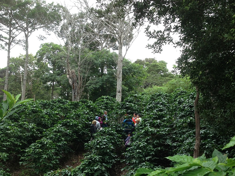 International Coffee Farms Corporation Panama
