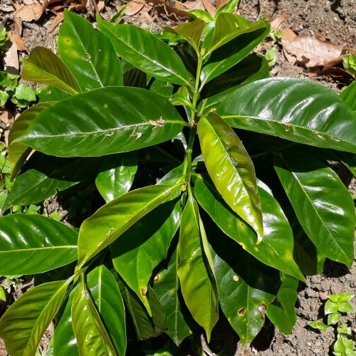 International Coffee Farms Corporation Panama